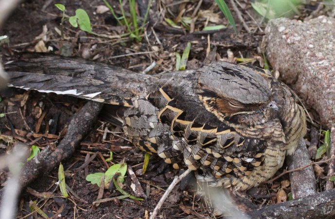 Dendroica USA - Common Pauraque - Nyctidromus albicollis