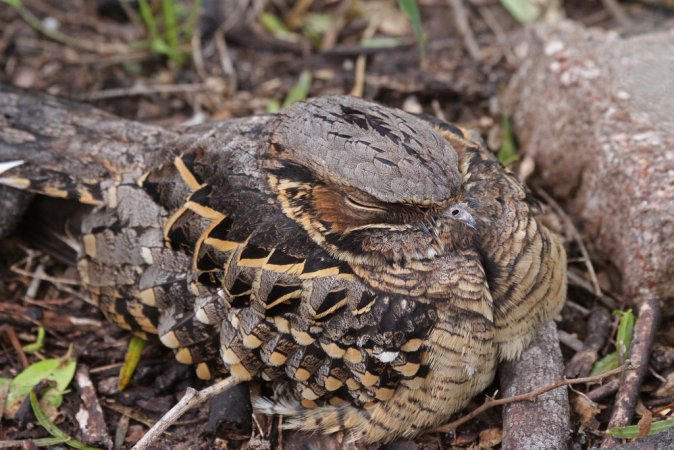 Dendroica USA - Common Pauraque - Nyctidromus albicollis