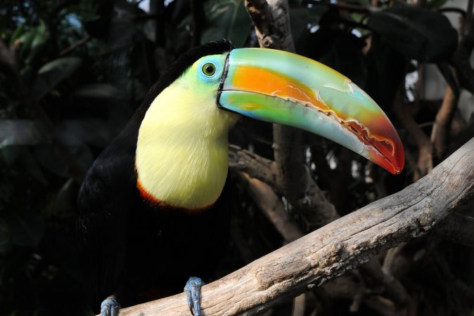 Dendroica Central America - Keel-billed Toucan - Ramphastos sulfuratus
