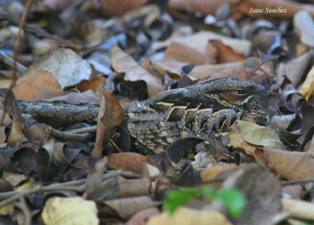 Dendroica USA - Common Pauraque - Nyctidromus albicollis