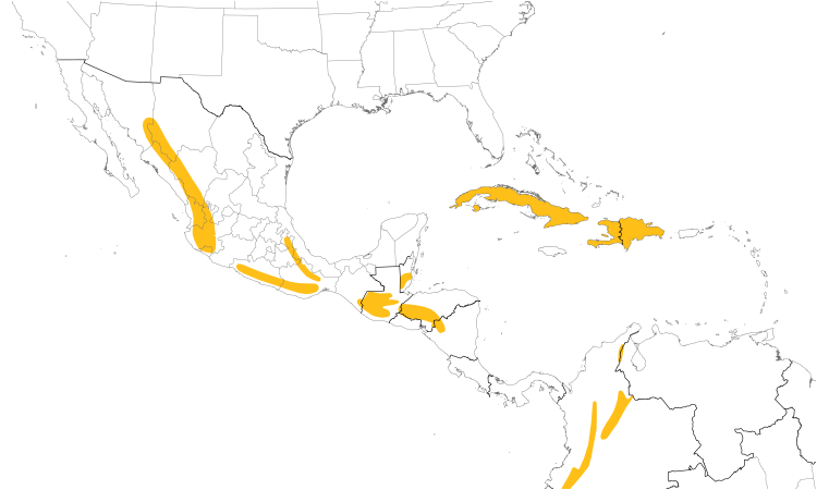 Dendroica Central America - Stygian Owl - Asio stygius