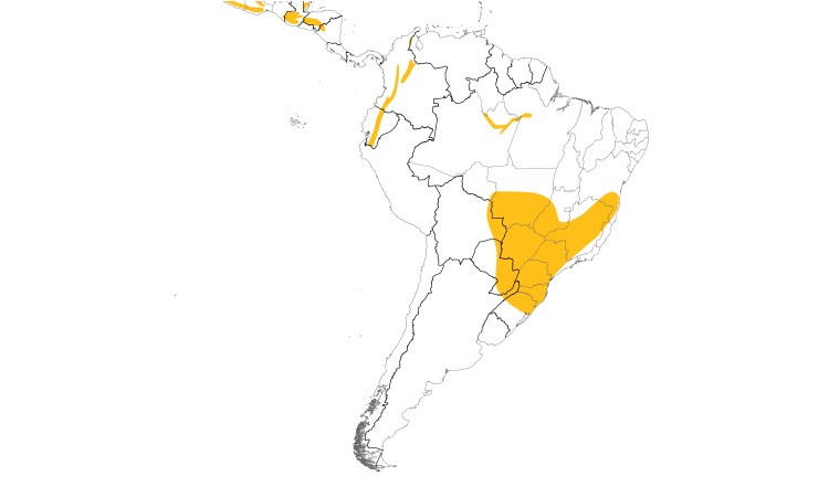 Dendroica Central America - Stygian Owl - Asio stygius