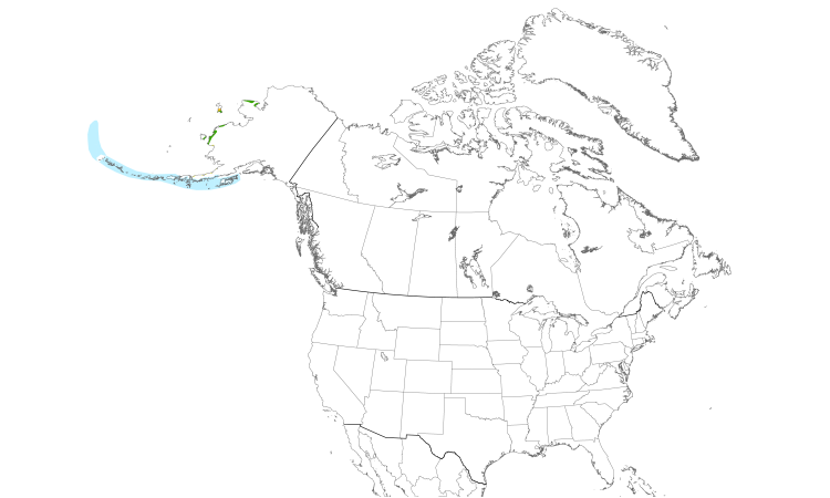 Dendroica USA - Emperor Goose - Chen canagica