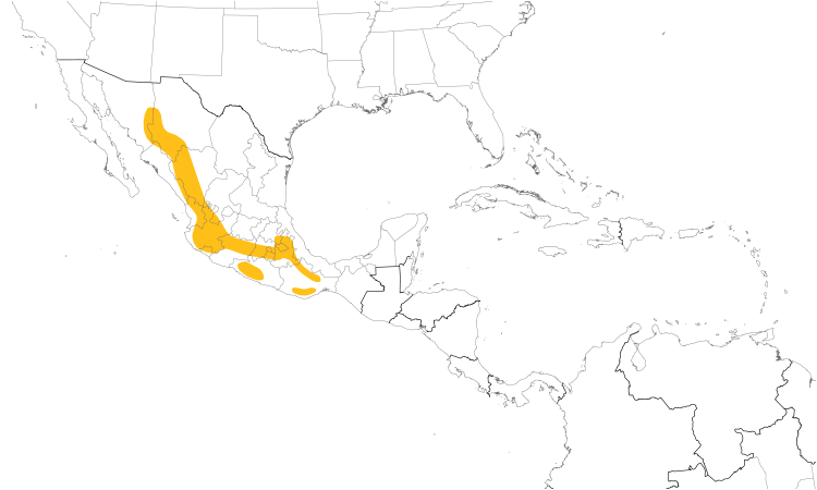Dendroica Mexico - Aztec Thrush - Ridgwayia pinicola