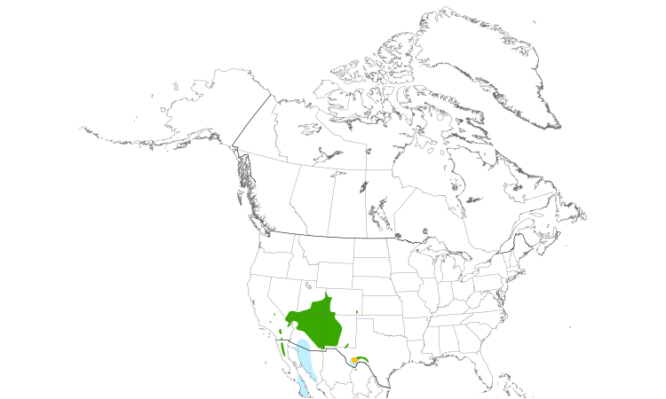 Dendroica Mexico - Gray Vireo - Vireo vicinior